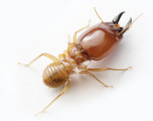 Termites - Pest Assassin