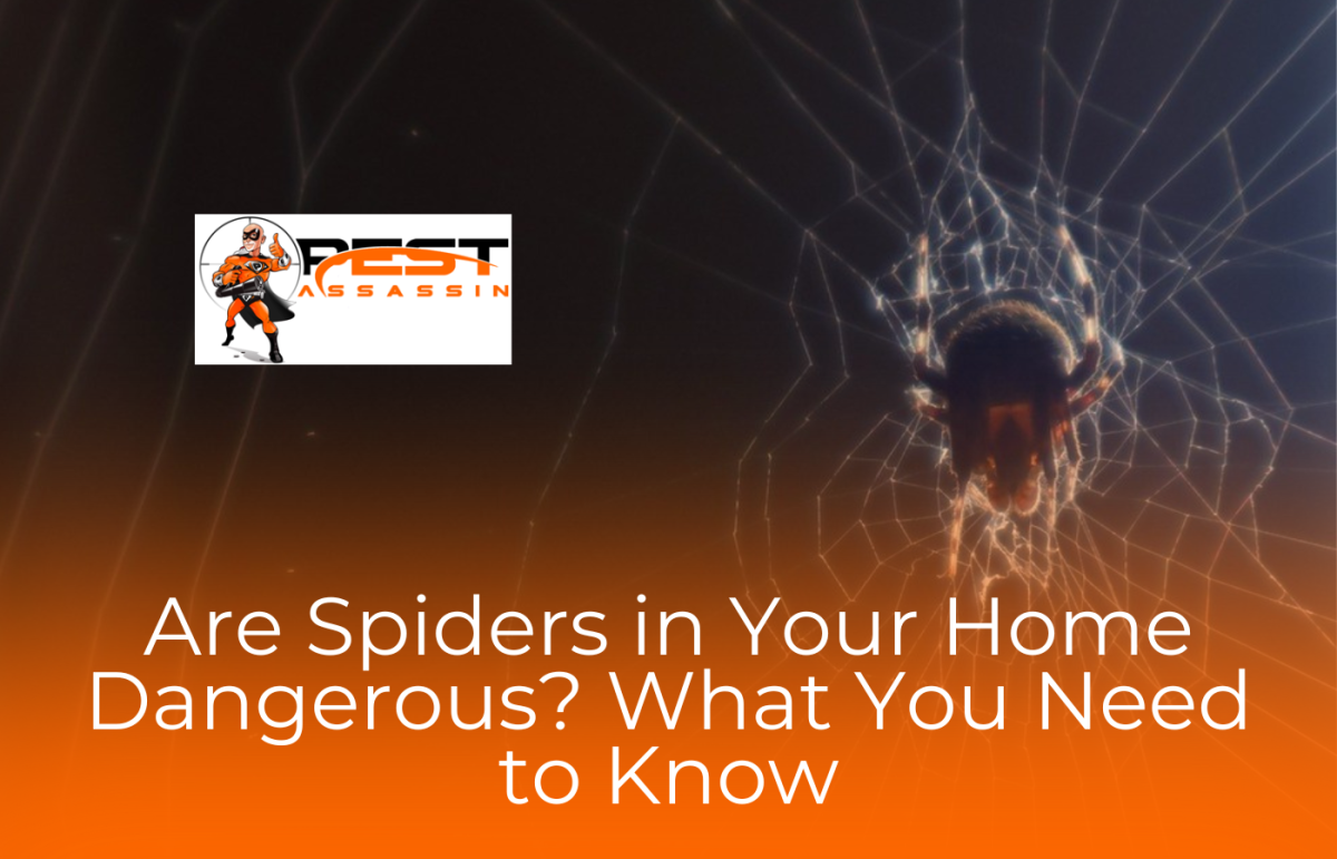 Are Spiders in Your Home Dangerous? What You Need to Know - Pest Assassin